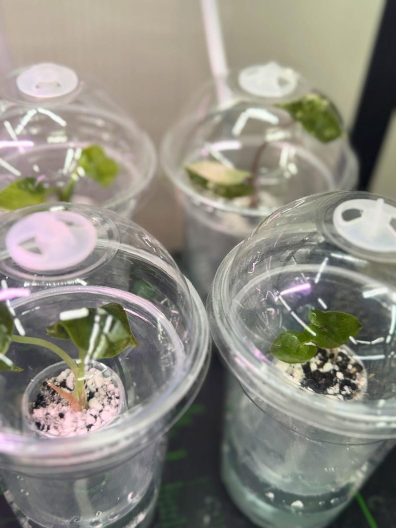 TC Bomber Dome Bundle (vented) Self Watering, Designed for Tissue ...