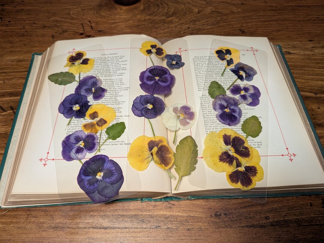 Beautiful Press-dried Pansies Bookmarks - Etsy