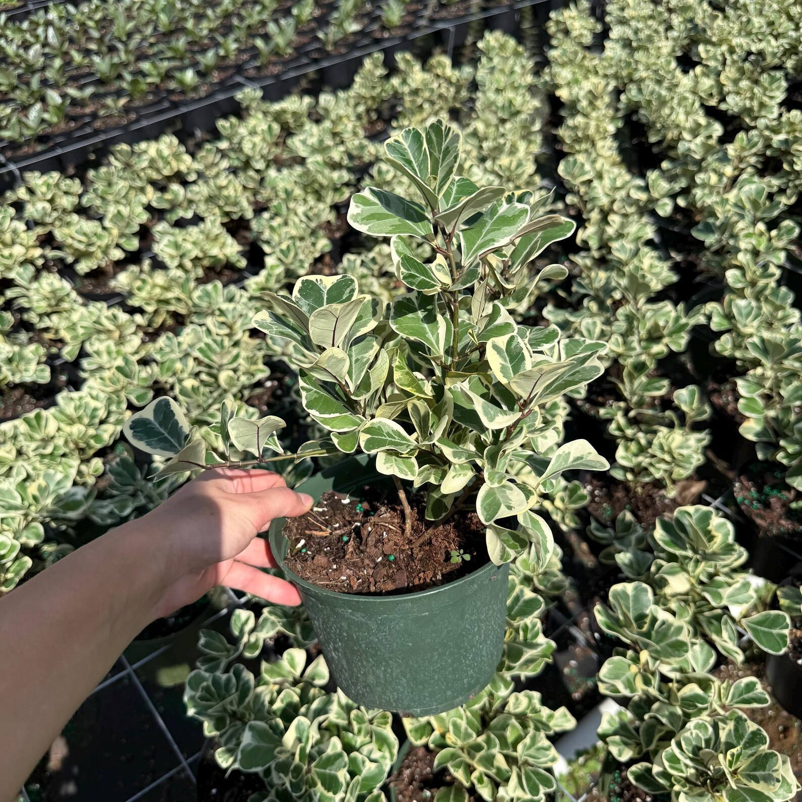 Ficus Triangularis | Variegated Triangle Fig | Compact Indoor ...
