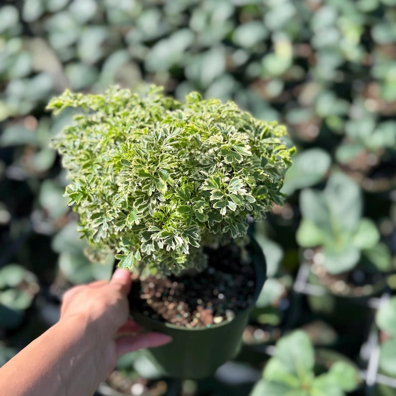 Aralia Ming Gold Live Plant | Mini Bonsai Tropical Houseplant (6in Pot ...
