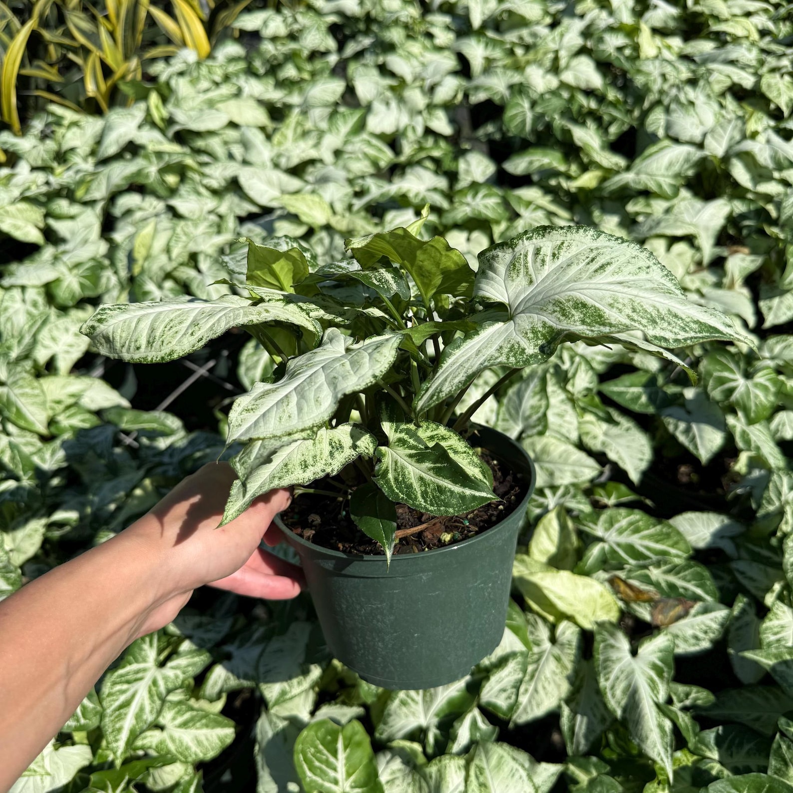 Syngonium ‘holly M’ Plant | Silver Arrowhead | Compact Non-vining ...