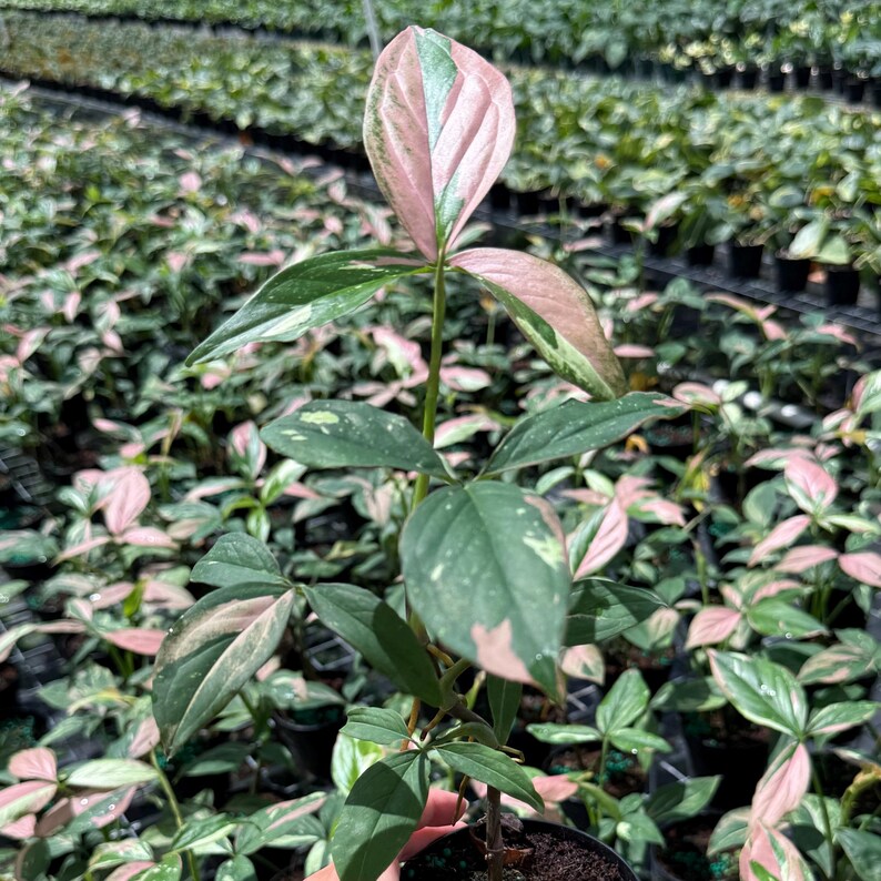 Syngonium Pink Splash | Syngonium Podophyllum Pink Splash | Variegated ...