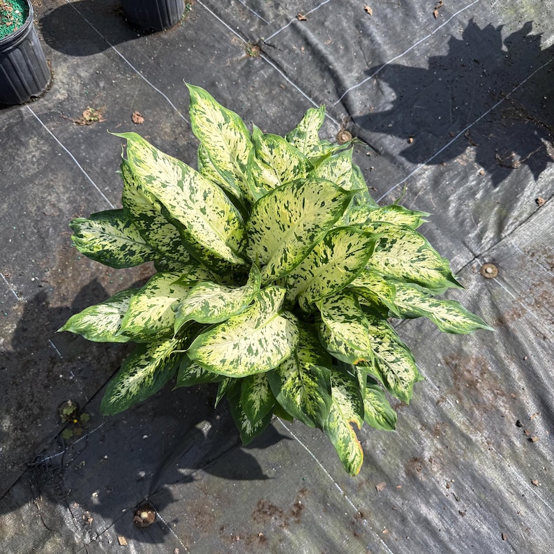 Dwarf Dieffenbachia Compacta | Tropical Indoor Houseplant, 8" Pot - Etsy