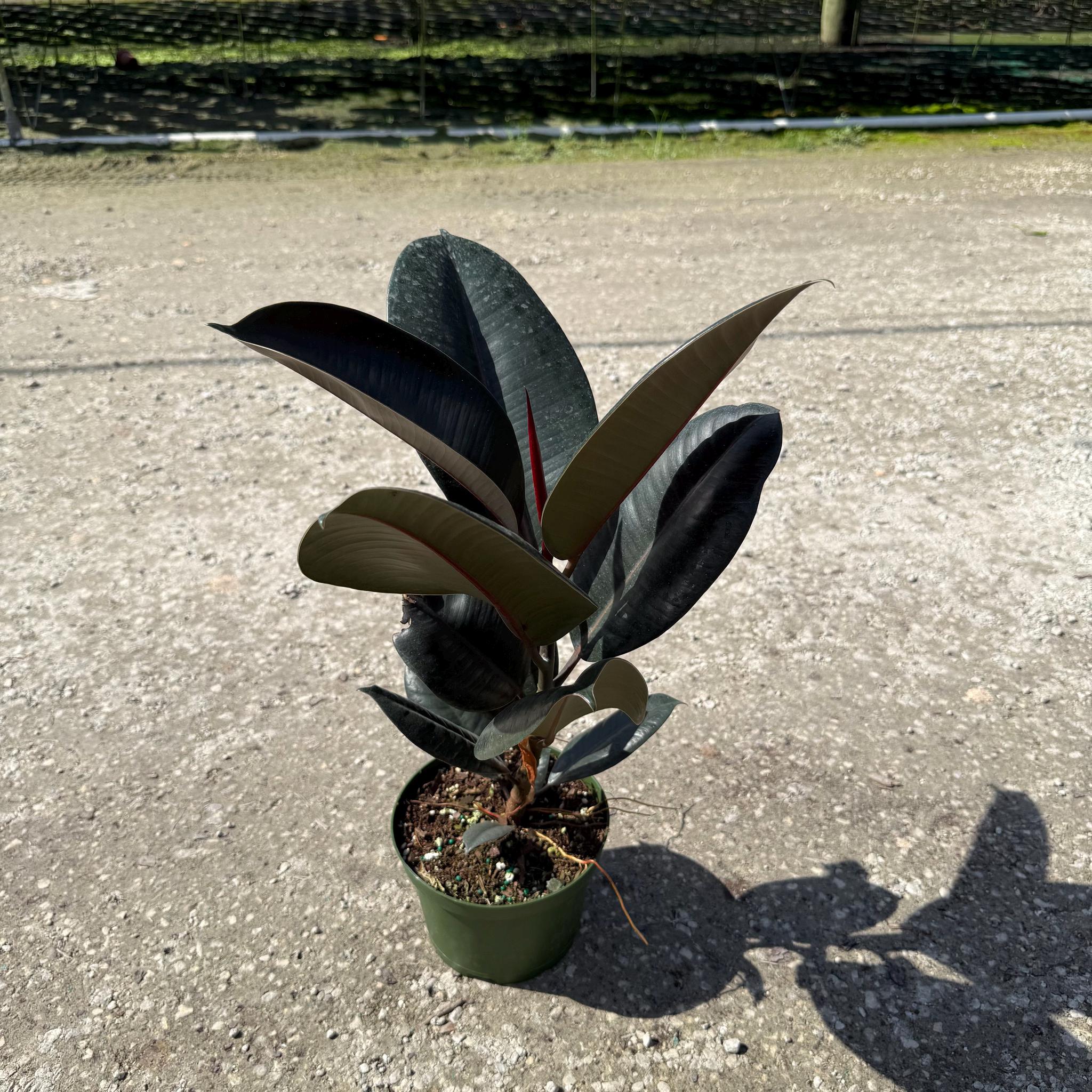 Burgundy Rubber Plant | Ficus Elastica 'black Prince' | Indoor Tree (6 ...
