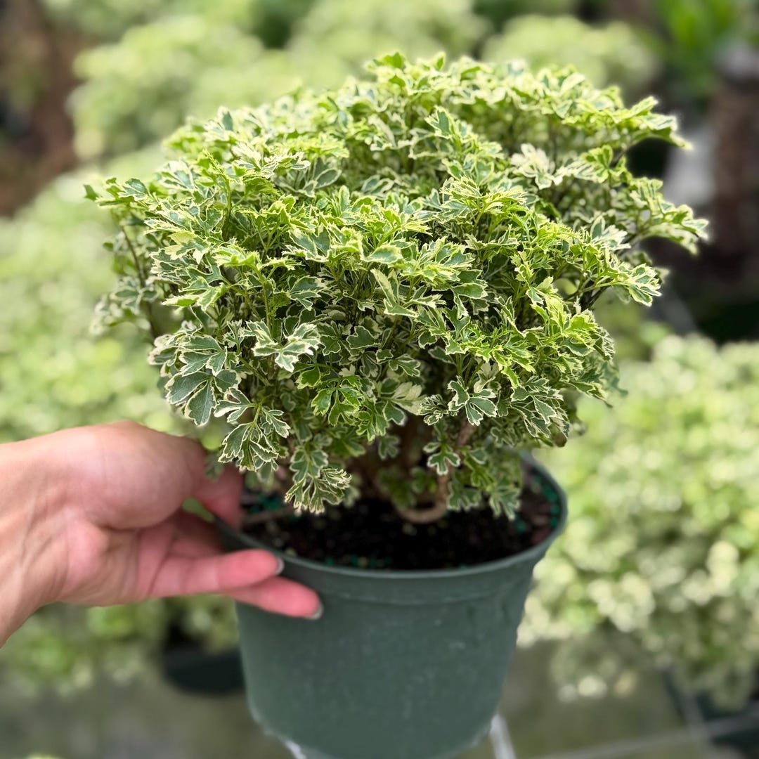 Aralia Ming Gold Live Plant | Mini Bonsai Tropical Houseplant (6in Pot ...