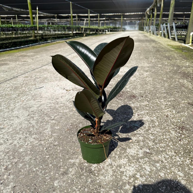 Burgundy Rubber Plant | Ficus Elastica 'black Prince' | Indoor Tree (6 ...
