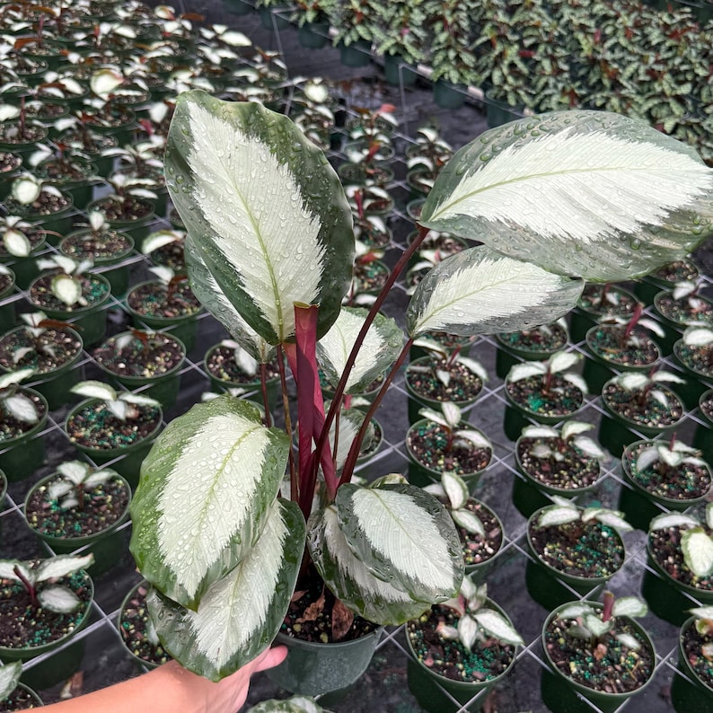 Calathea Royal Standard Prayer Plant | Silver-green Tropical Foliage - Etsy