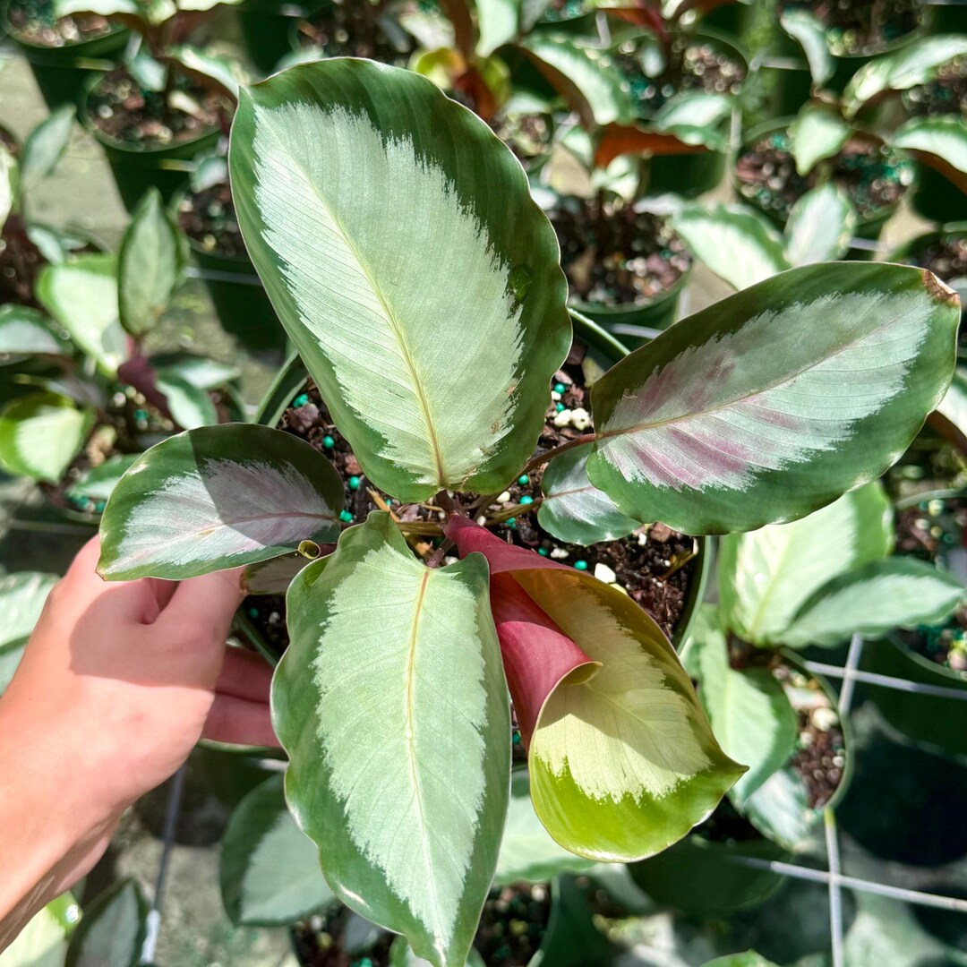 Calathea Royal Standard Prayer Plant | Silver-green Tropical Foliage - Etsy