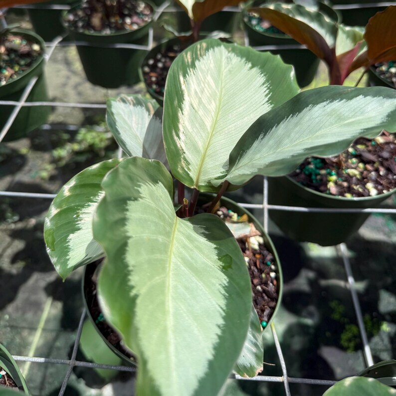 Calathea Royal Standard Prayer Plant | Silver-green Tropical Foliage - Etsy