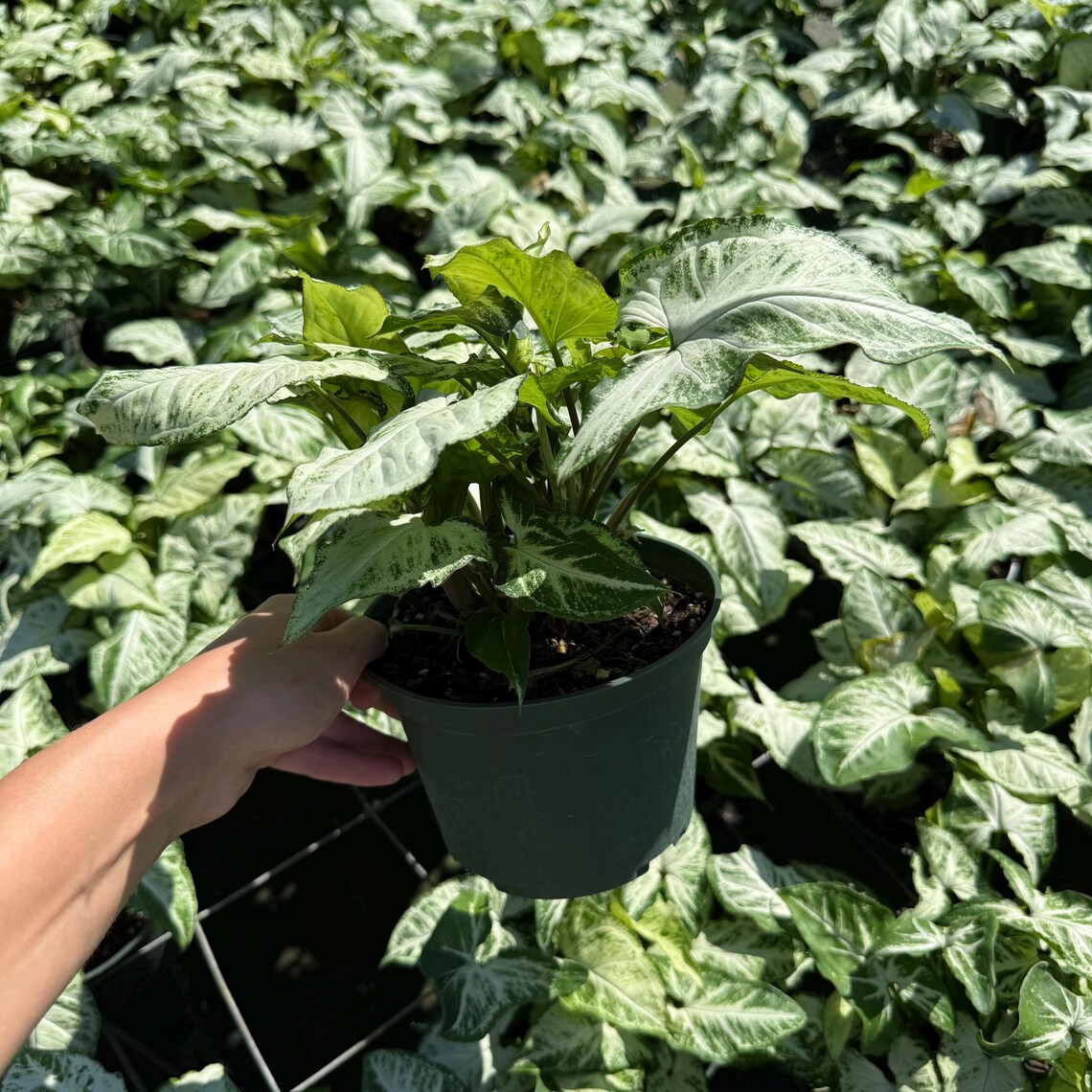 Syngonium ‘holly M’ Plant | Silver Arrowhead | Compact Non-vining ...