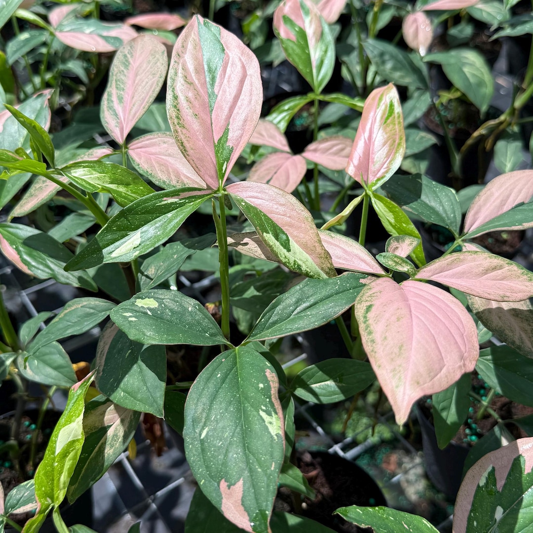 Syngonium Pink Splash | Syngonium Podophyllum Pink Splash | Variegated ...