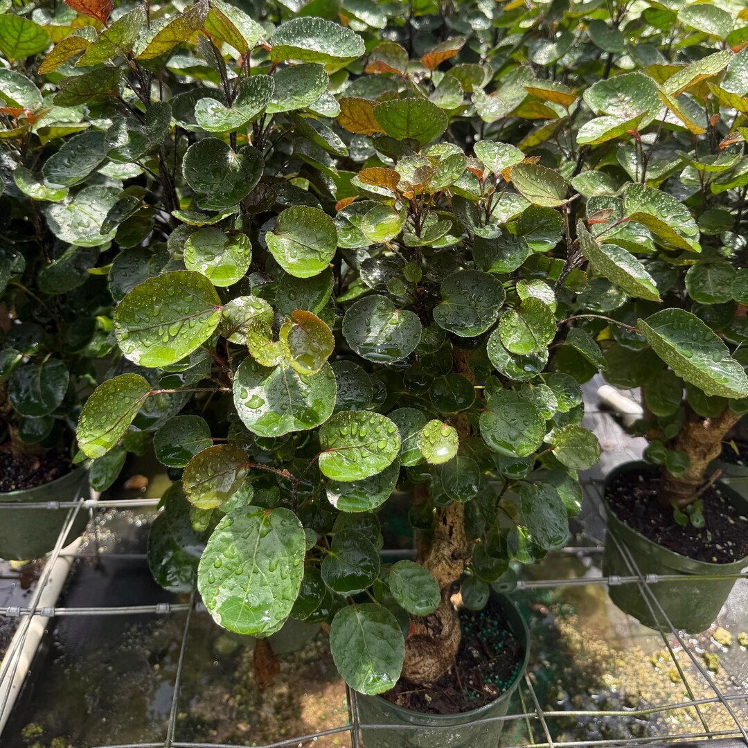 Aralia Fabian Stump Polyscias Scutellaria | Indoor Tree-like Houseplant ...