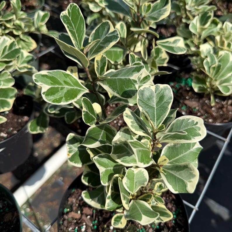 Ficus Triangularis | Variegated Triangle Fig | Compact Indoor ...