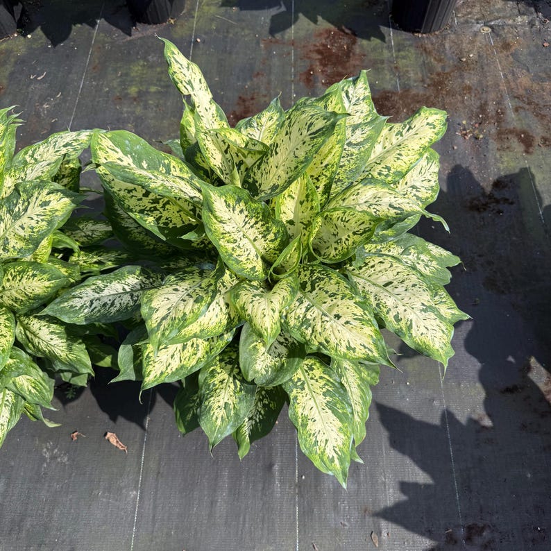 Dwarf Dieffenbachia Compacta | Tropical Indoor Houseplant, 8" Pot - Etsy