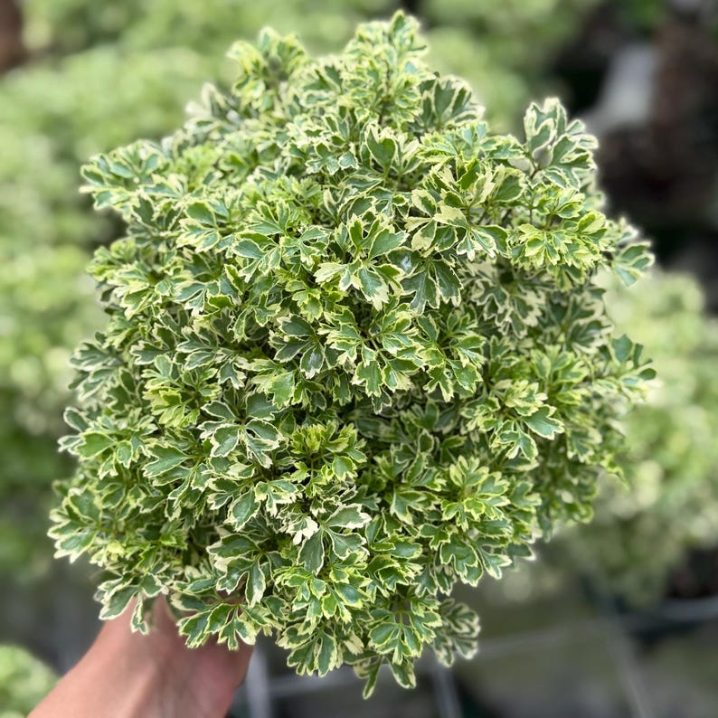 Aralia Ming Gold Live Plant | Mini Bonsai Tropical Houseplant (6in Pot ...