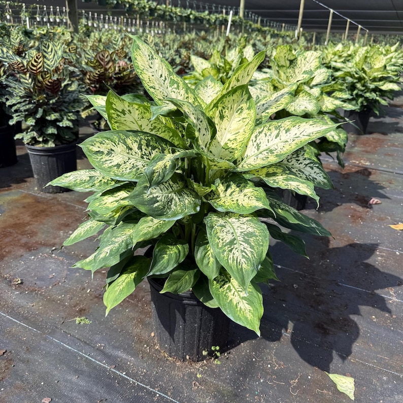 Dwarf Dieffenbachia Compacta | Tropical Indoor Houseplant, 8" Pot - Etsy
