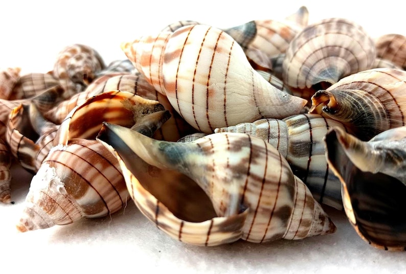 Banded Tulips. Florida Seashells. Crafting Shells. - Etsy