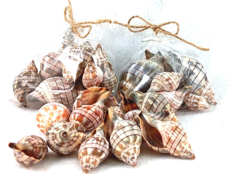Banded Tulips. Florida Seashells. Crafting Shells. - Etsy