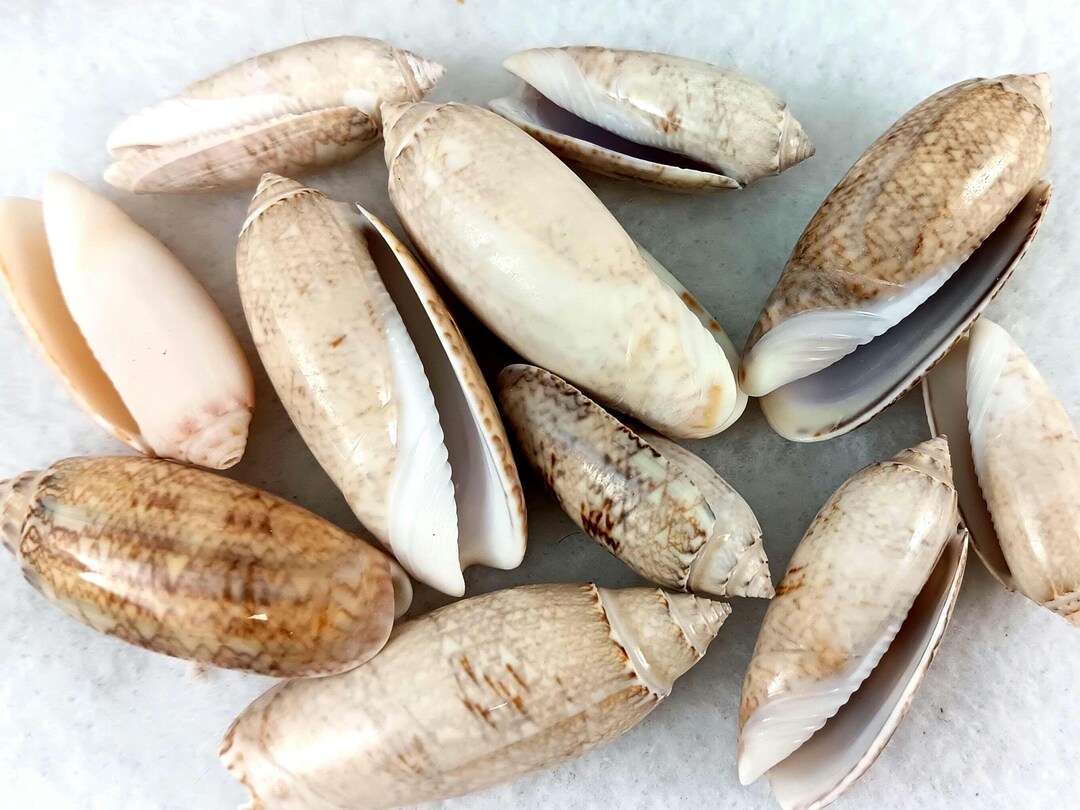 Lettered Olive Shells. Ethically Handpicked Florida Seashells. Shell ...