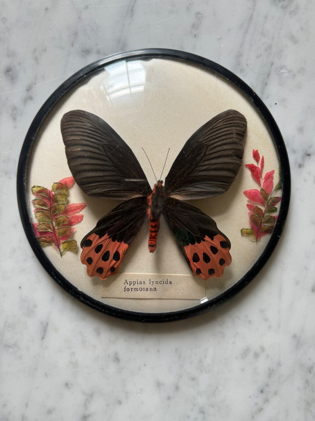 Vintage Encased Butterfly Art Piece - Etsy