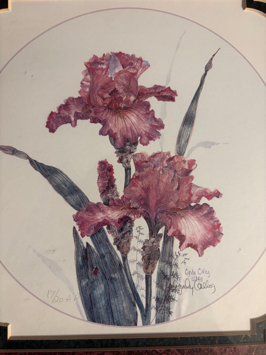 Cyndy Callog Iris Botanical Prints 1991 – Artist Proof AP 17/20 ...