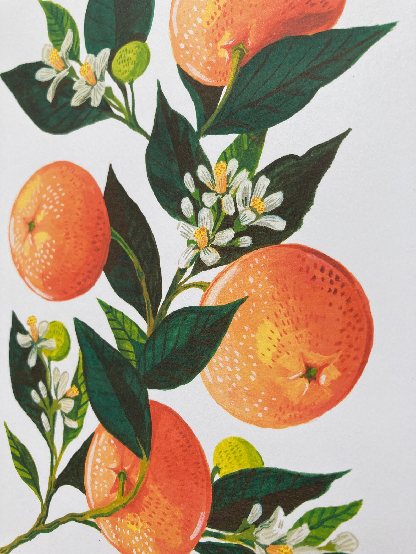 Orange Botanical Illustration 8x10 Print - Etsy