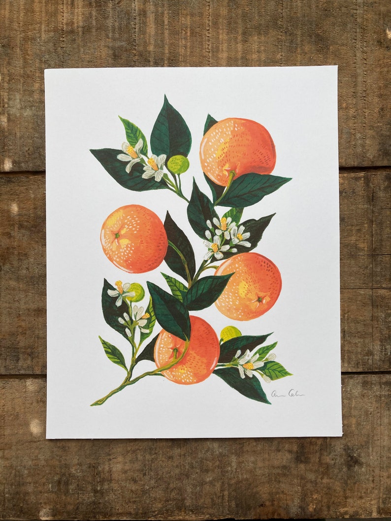 Orange Botanical Illustration 8x10 Print - Etsy