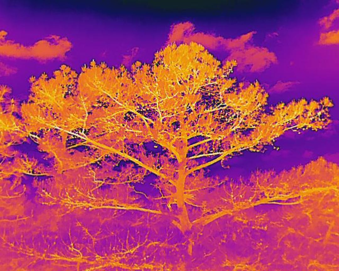 Red Bluff Tree Digital Photo - Etsy