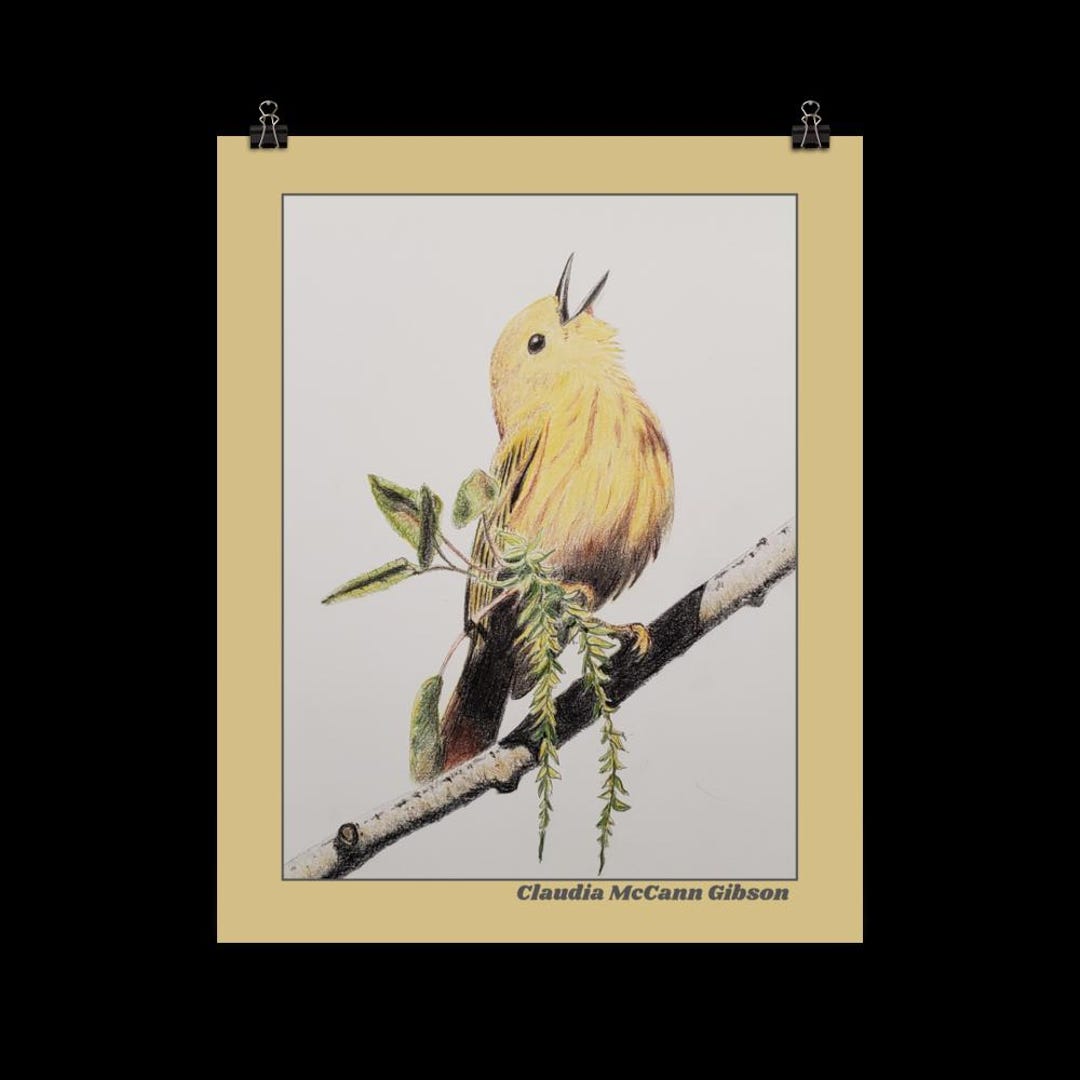 Yellow Warbler Poster / Original Bird Artwork - Etsy