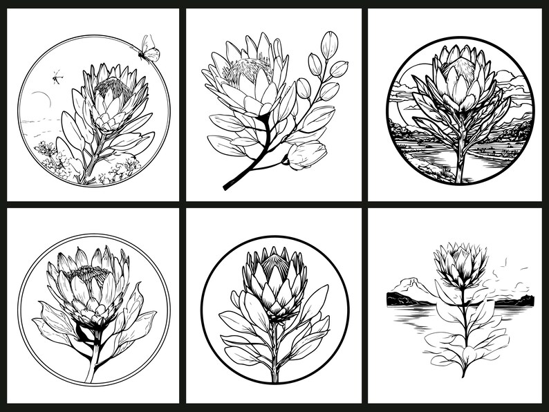 Protea SVG PNG, Exotic Flower Clipart for Cricut, Boho Floral Wall Art ...