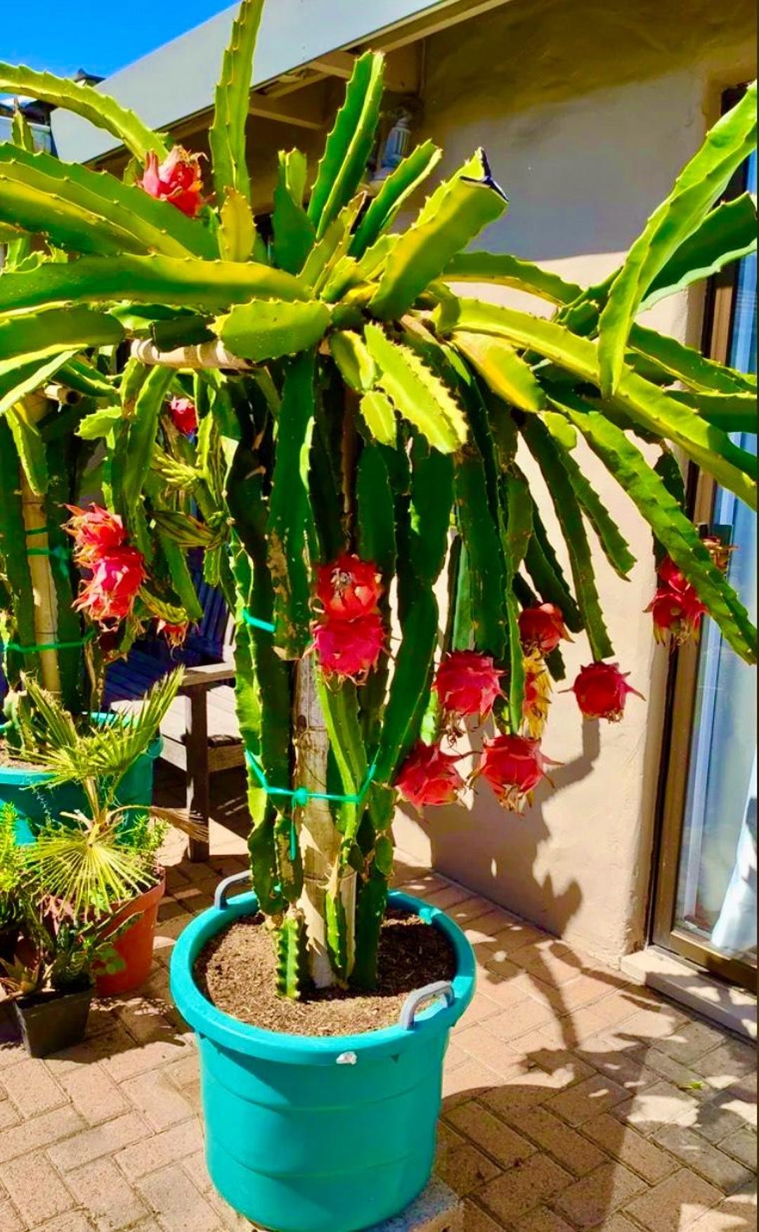 Healthy Live Dragon Fruit Pitaya Plant Cutting - Hylocereus Undatus ...
