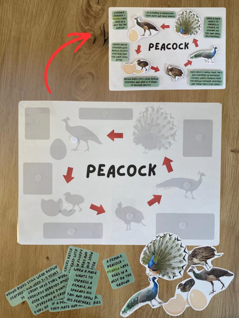 Bird Life Cycle Printable | Montessori Science Activity (PDF Download ...