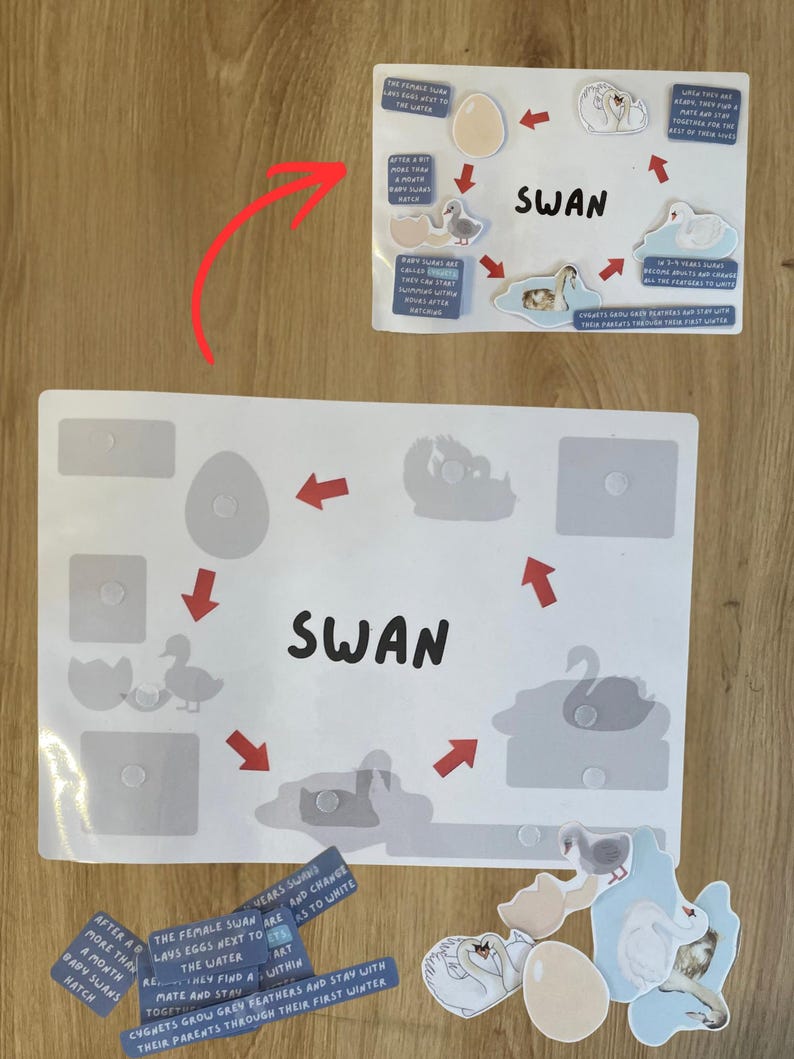 Bird Life Cycle Printable | Montessori Science Activity (PDF Download ...