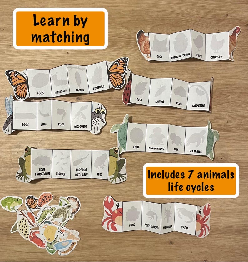 Animal Life Cycles Printable Learning Game | Butterfly, Frog, Chicken ...