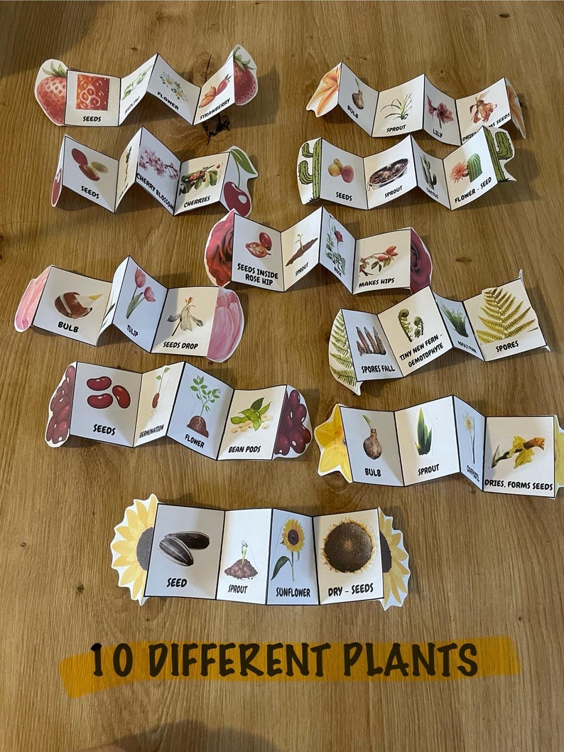 Montessori Plant Life Cycle Printable | Preschool Science Matching ...