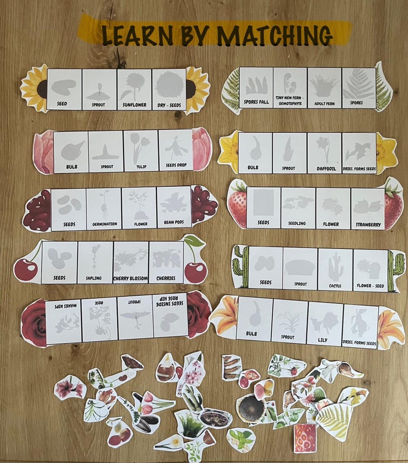 Montessori Plant Life Cycle Printable | Preschool Science Matching ...