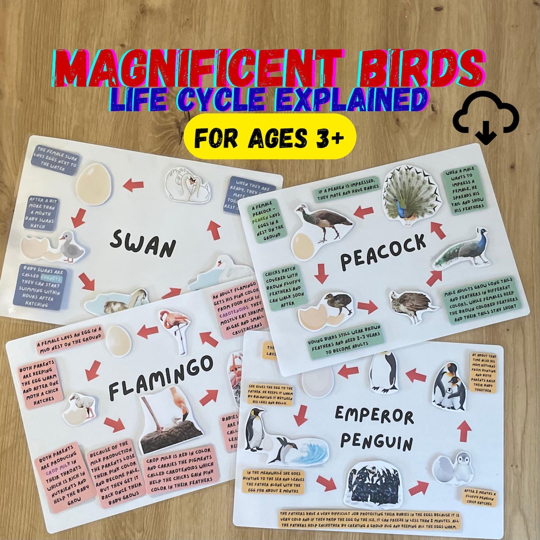 Bird Life Cycle Printable | Montessori Science Activity (PDF Download ...