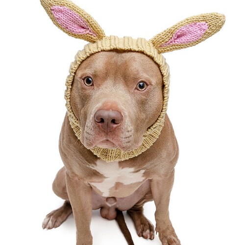 Rooster Chicken Dog Snood Knit Crochet Dog Hat Halloween | Etsy