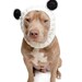Panda Dog Snood Knit Crochet Dog Hat Easter Dog Costume Ear Warmer - Etsy