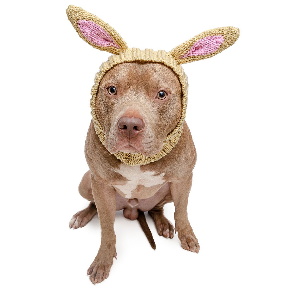 Are Pitbulls Good With Rabbits