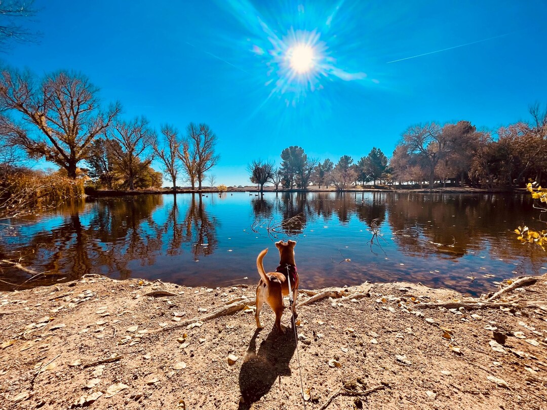 Wonder – Dog at Floyd Lamb Park, Nevada • Nature Landscape Wall Art ...