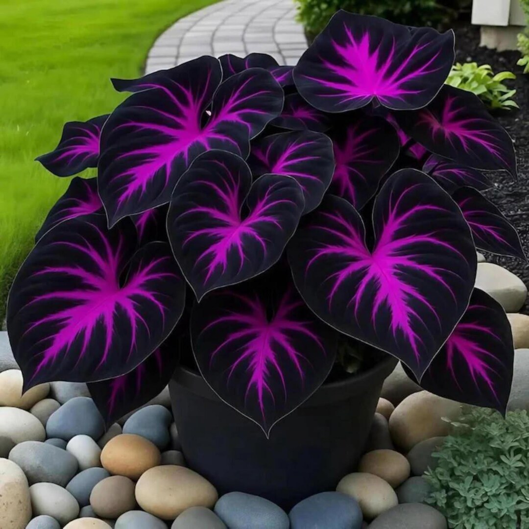Purple Black Tip Calathea Plant Seeds Ornamental - Etsy