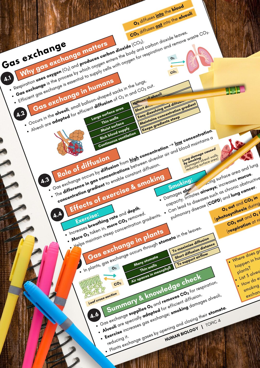Biology Study Notes | Gas Exchange | GCSE, Igcse Revision (printable ...