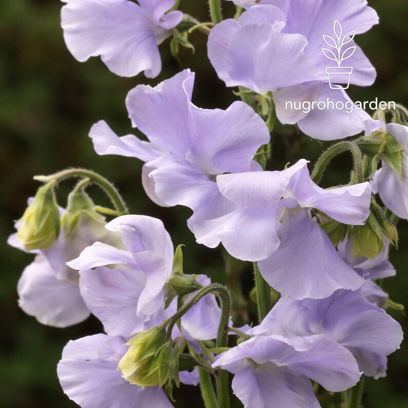 50 Seeds Chelsea Centenary Sweet Pea Seeds, Easy Growing, Fragrant ...
