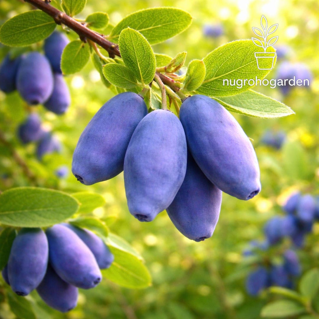Honey Berry Seeds, 5 Lonicera Caerulea Edulis, Sweet Blue Edible Fruit ...
