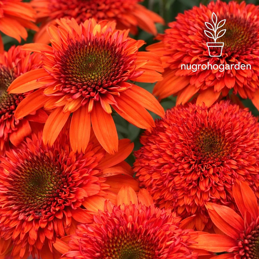 50 Moab Sunset Coneflower Seeds, Echinacea Perennial Flowers, Vibrant ...