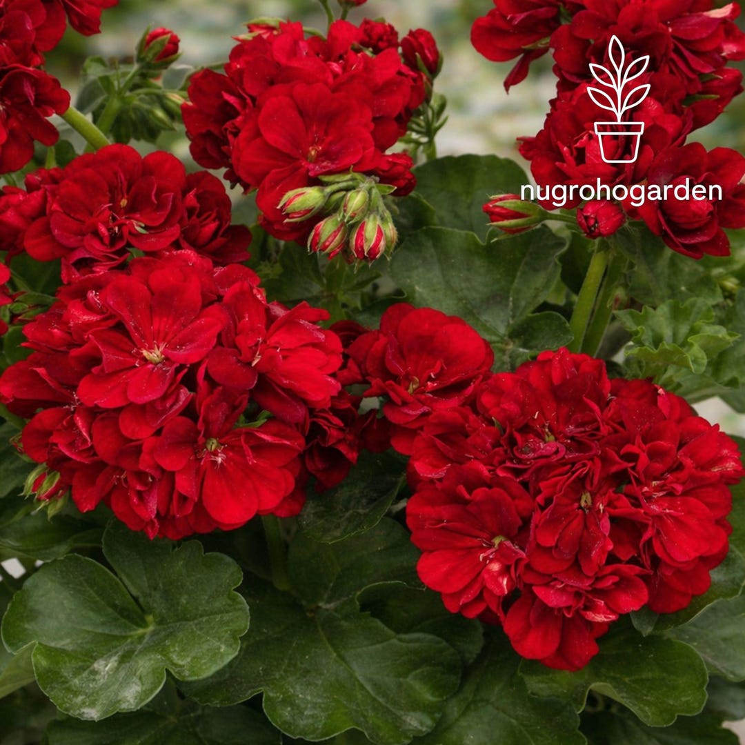10 Double Red Geranium Seeds, Perennial Flowers, Hanging Basket Blooms ...
