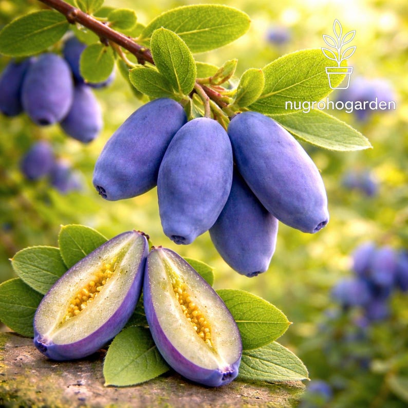Honey Berry Seeds, 5 Lonicera Caerulea Edulis, Sweet Blue Edible Fruit ...