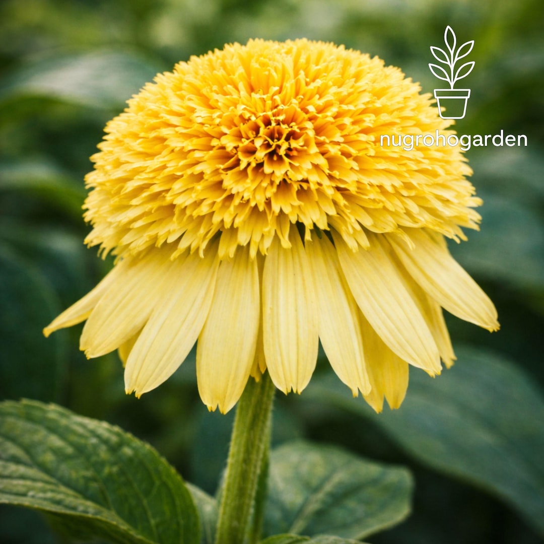 50 Lemon Drop Coneflower Seeds Echinacea, Bright Yellow Perennial ...