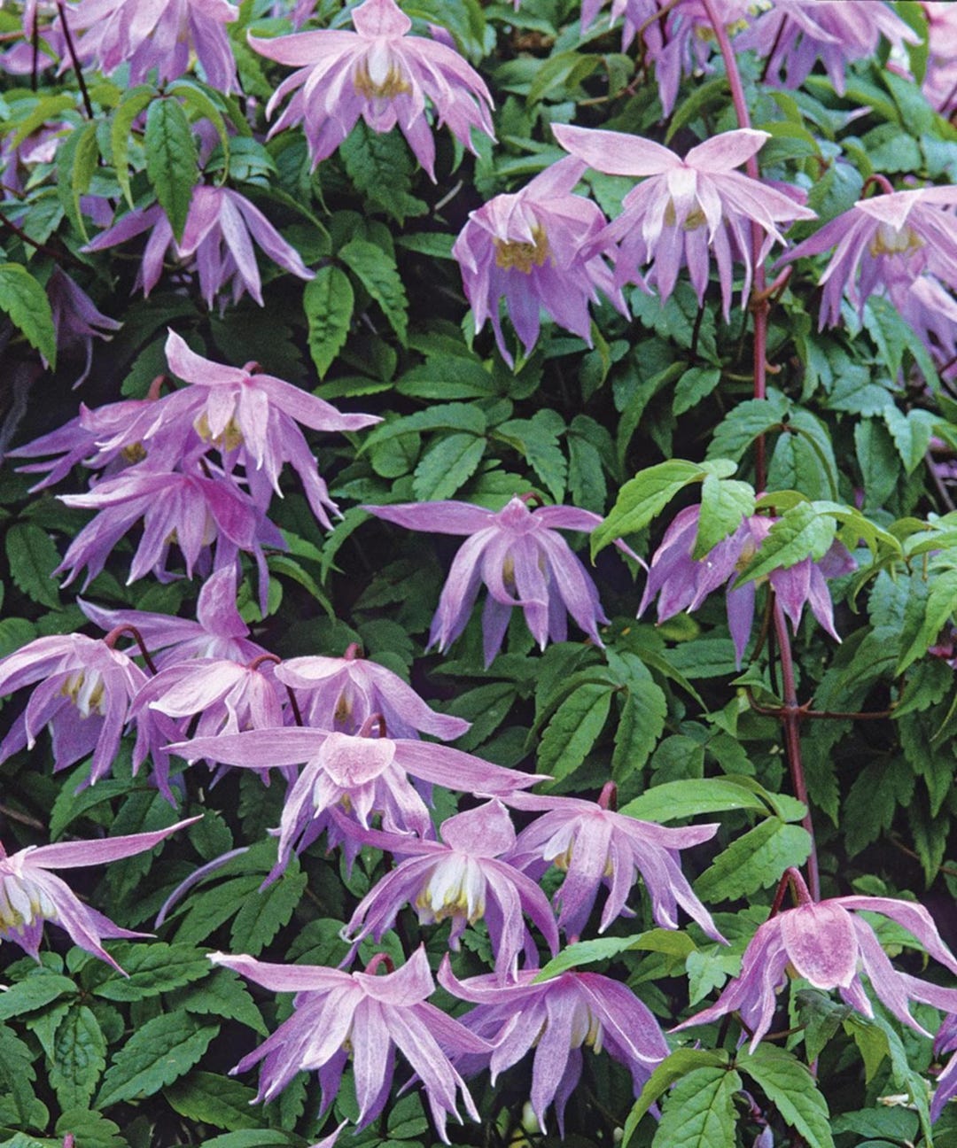 Downy Clematis Seeds | Clematis Macropetala | Vining Flower - Etsy